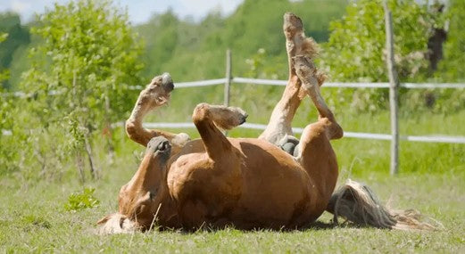 How To Reduce The Risk of Colic This Winter – Science Supplements UK