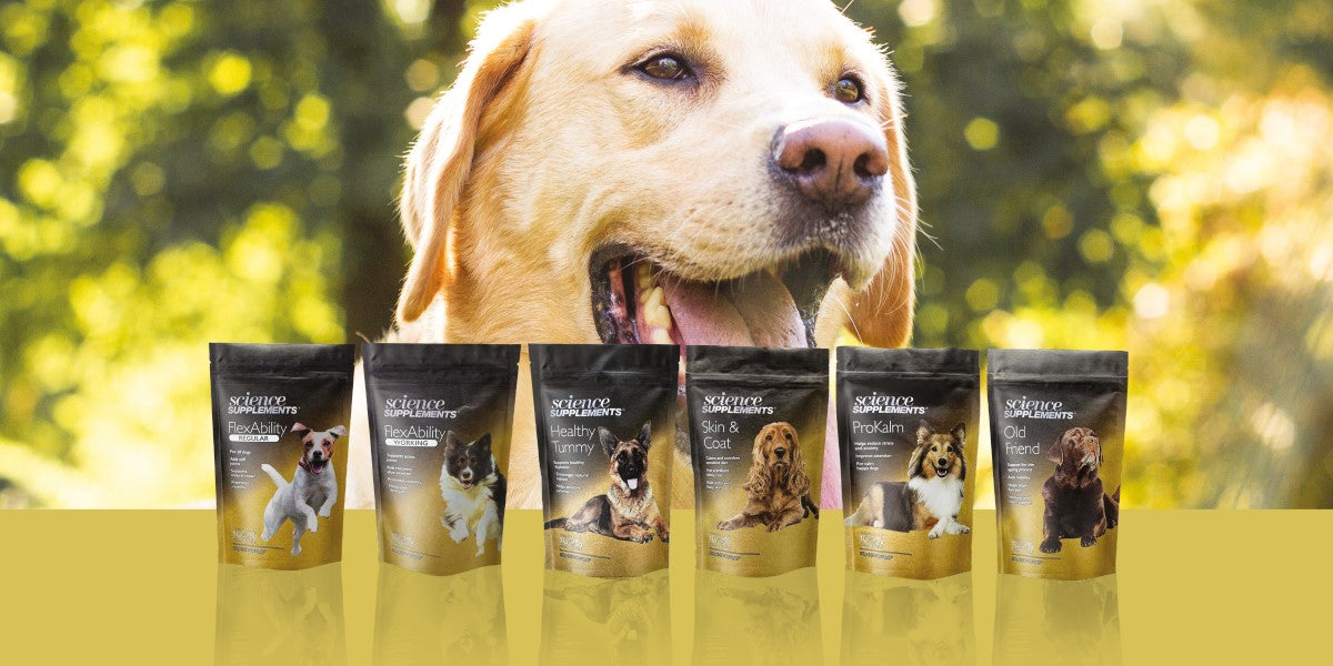 New Canine Supplements Paw-ssionate About The Science – Science ...