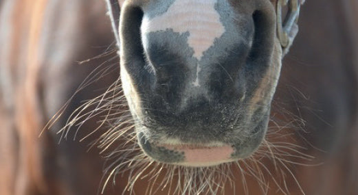 Why do horses "Snort"? An Itchy nose or an indication of stress ...