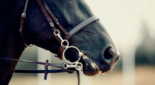Does riding in a bitless bridle limit or prevent Dynamic Laryngeal ...